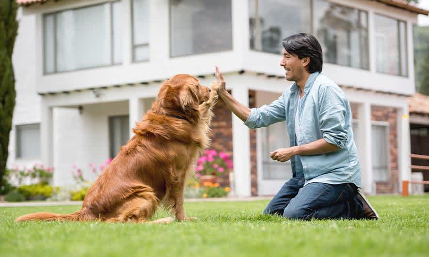 Pet Trainer Insurance | Dog Trainer Insurance